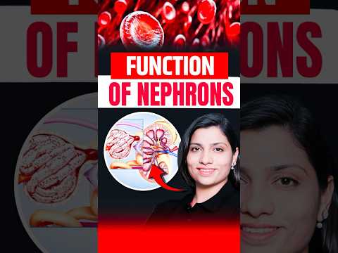 Functions Of Nephrons | NEET Concept #neetbiology #neet2025 #riturattewal #nephron