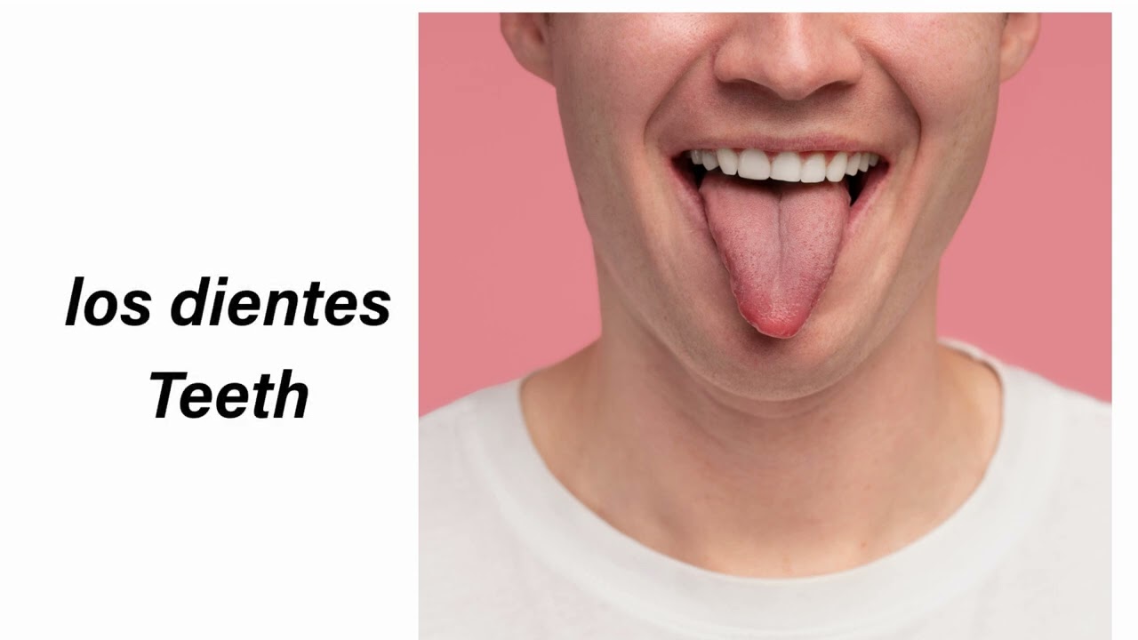 BODY PARTS in Spanish Vocabulary / Las partes del cuerpo en español