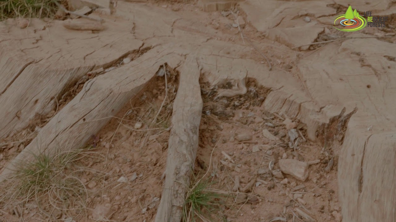 Resilient Forests E02  - The Solarium