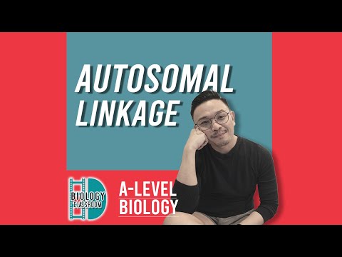A-Level Biology - Autosomal linked genes