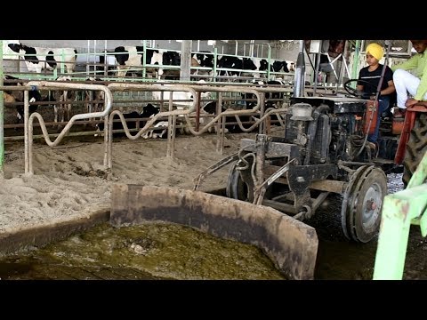 Cow Dung Floor Scraper at Best Price in India