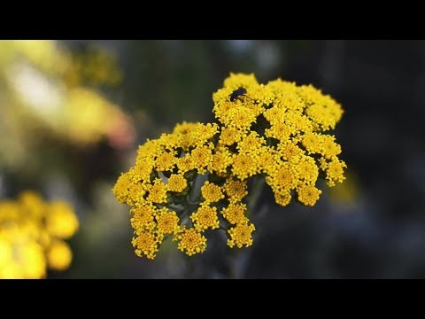 Nature - Spiral