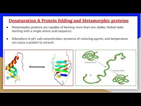 Proteins 6: Metamorphic Proteins and Protein Folding & Denaturation