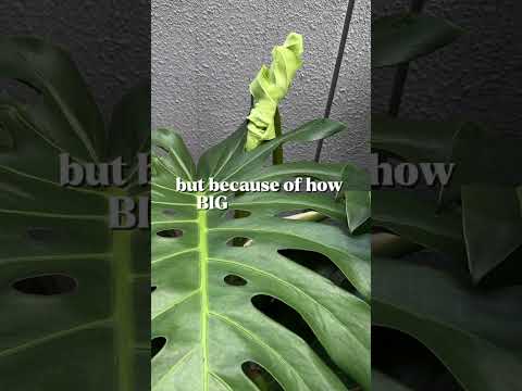 It’s called leaf fenestration!