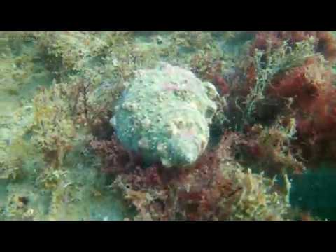 The Garden of Horned Turbans (Sazae/サザエ in Japanese)