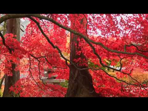 1777892 hd 1280 720 25fps Copy Copy Copy MERGE Videobolt net