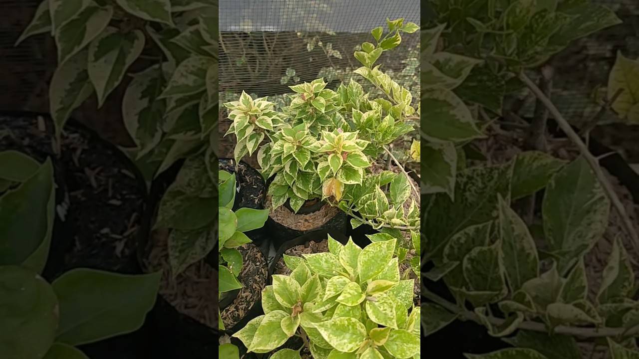 Ready stok bibit Bougenville Jenis Varigata ☎️ 082176207300 #bougenvilleimport #tanamanhias #flowers