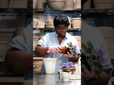 AFRICAN VIOLET BLOOMIMG HOUSEPLANTS: WAKEFIELD PLANTERS // Garden Queen