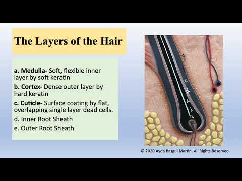 Hair, anatomy and physiology