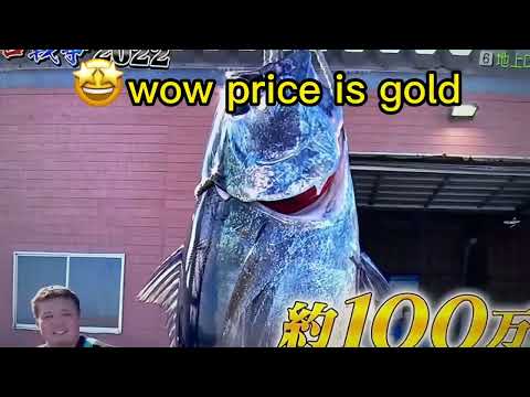 #japanese fishermen catch giant maguro