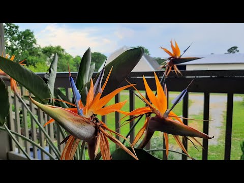 How I Get My Bird of Paradise to Bloom - Rick's Garden Diary