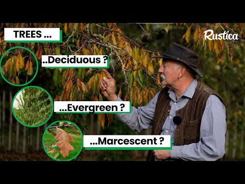 🌳 Deciduous, Evergreen, and Marcescent Trees Explained 🌿