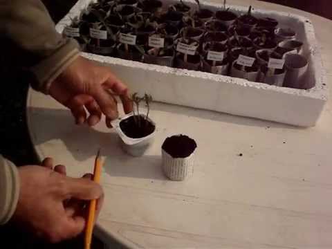 Repicado de plantines y trasplante en macetas biodegradables | Arte Sana