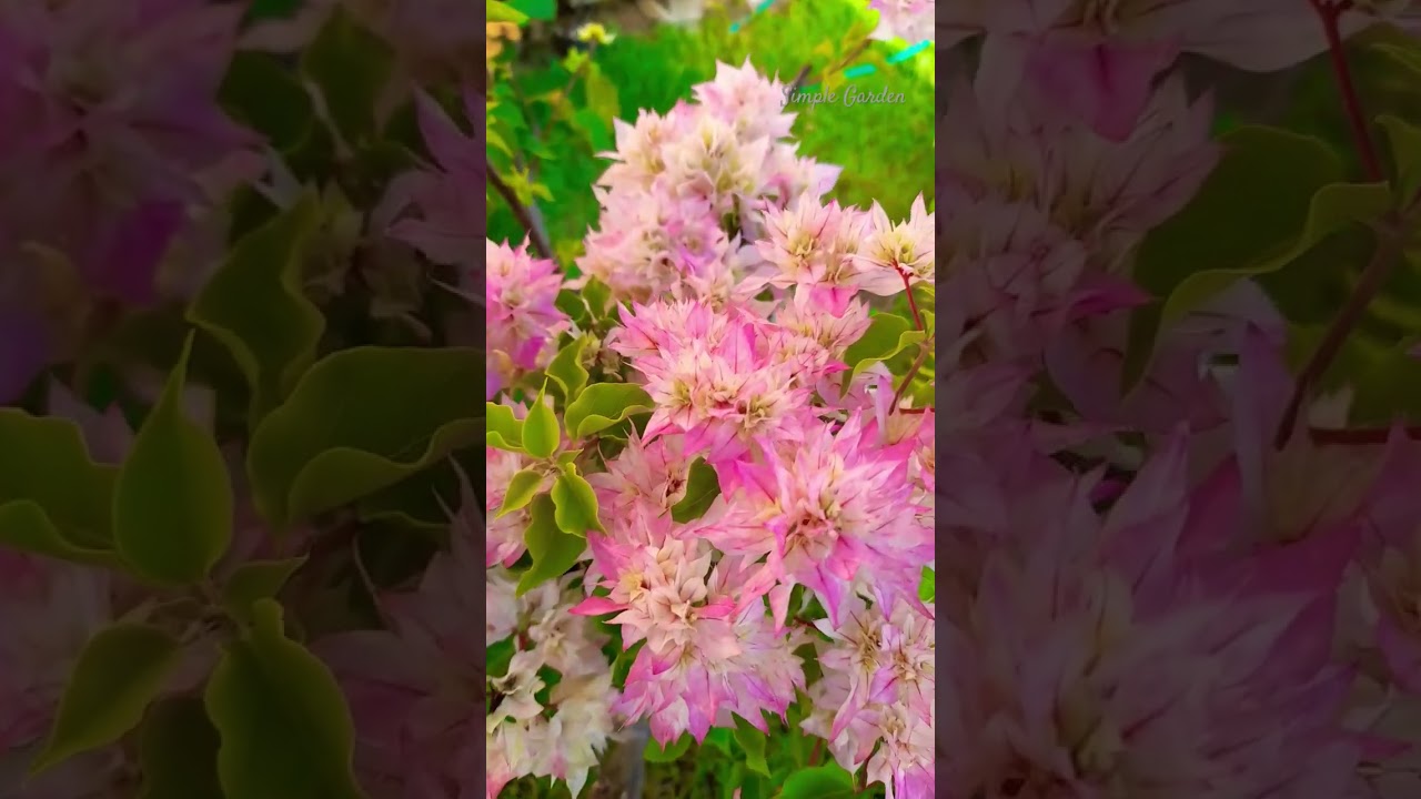 Bougainvillea : Hawai Cherry Blossom
