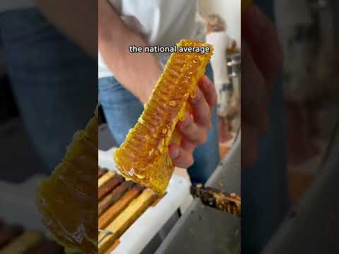 They’ll probably unionize now #shorts #bees #beekeeping #beekeeper #honeybees #honey #beehive