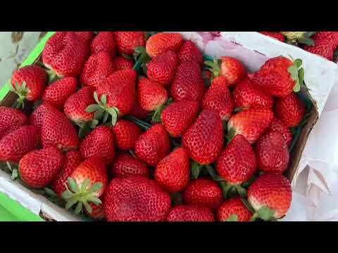 Join us at strawberry fest in the Villages FL at Brownwood Square