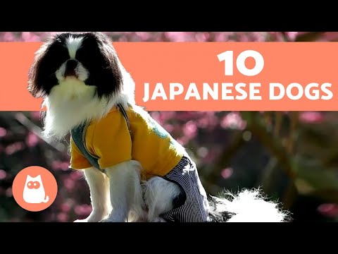 The 10 Most popular Japanese Dog Breeds