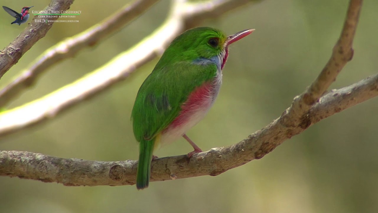 1   Cuban Tody
