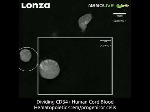 Observation of a mitosis in an umbilical cord blood isolated CD34+ HSC sample with Nanolive imaging