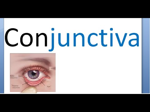 Ophthalmology 068 a Conjunctiva Eye What is Anatomy Structure Where Parts Palpebral Bulbar Fornix