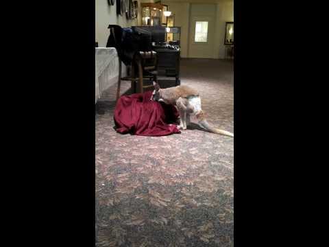 Kory the Kangaroo running in Eichhorn Jewelry, Inc. in Decatur Indiana