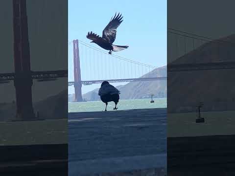GOLDEN GATE BRIDGE BEACH SAN FRANCISCO