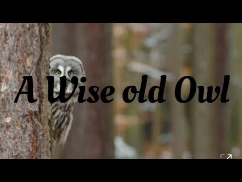A Wise Old Owl story