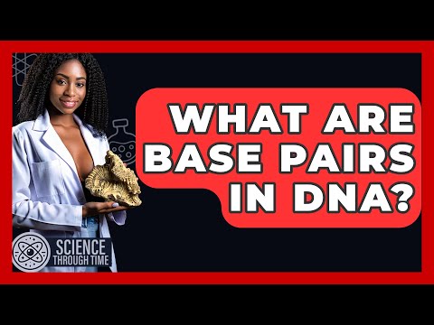 What Are Base Pairs In DNA? - Science Through Time