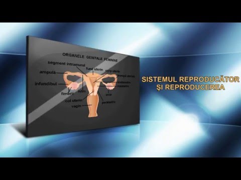 6. Sistemul reproducător la om – Cursuri biologie