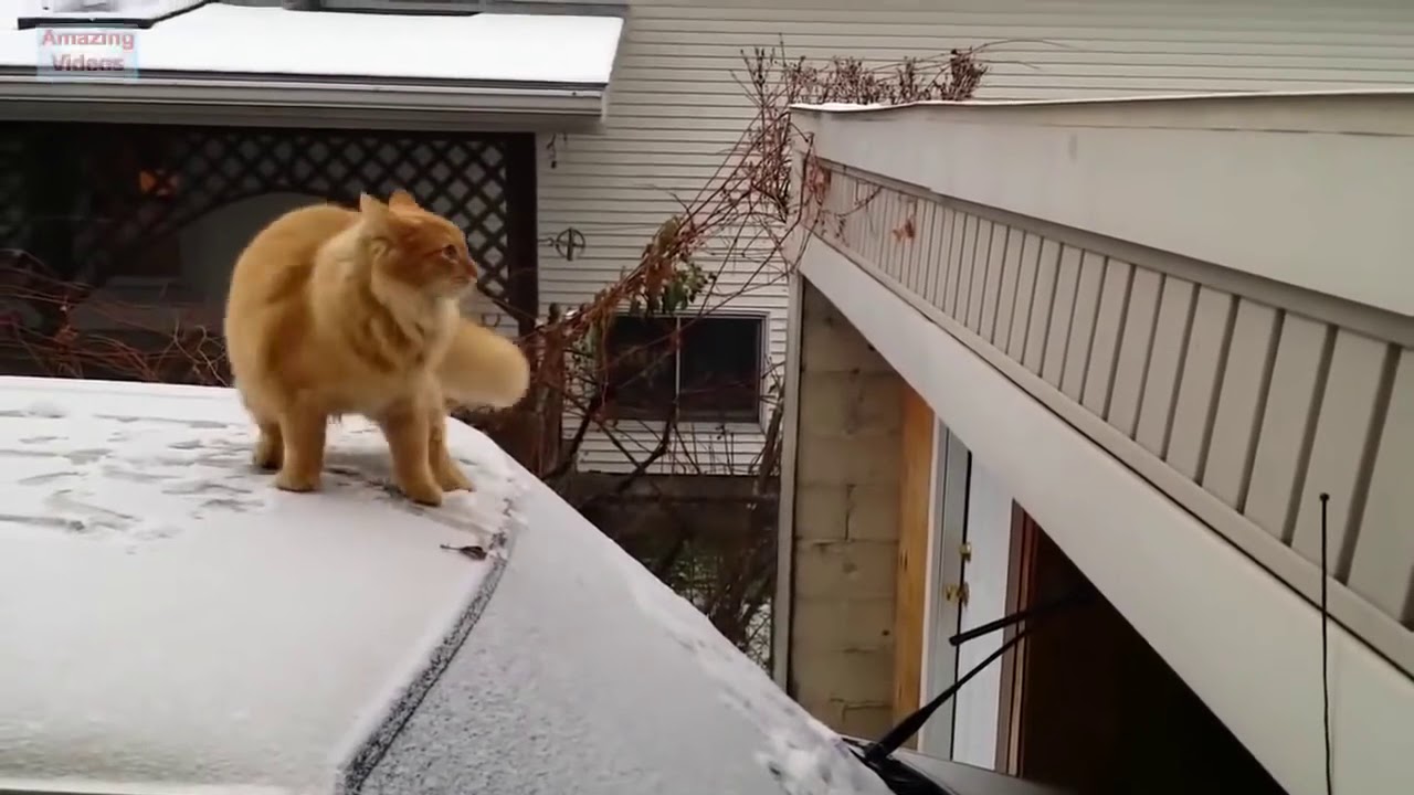 2020 Cat Jump Fail -Funny compilation
