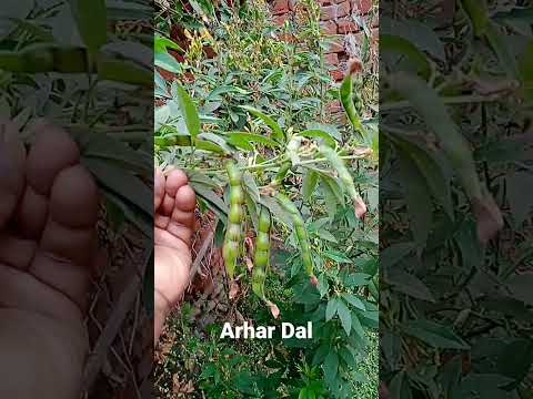 Arhar#Harhardal#arhar dal#shorts healthy.