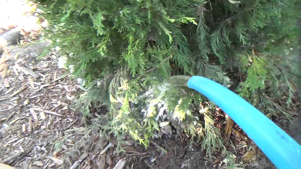 Spider mite solutions