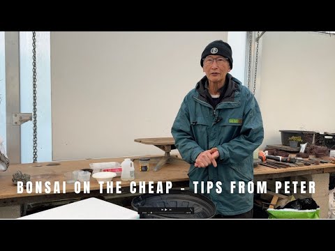 Bonsai on the cheap - tips from Peter