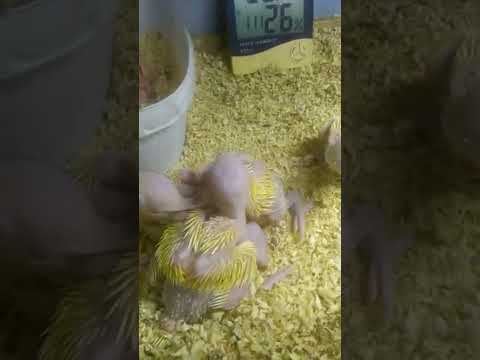 yellow Ringneck parrot
