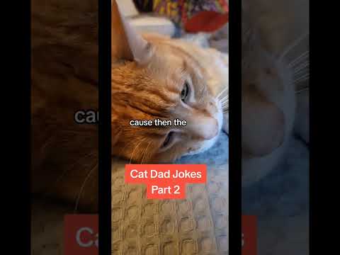 Cat Dad Jokes: Part 2 #cat #jokes #kitty #silly #kittycat #dadjokes #badjokes