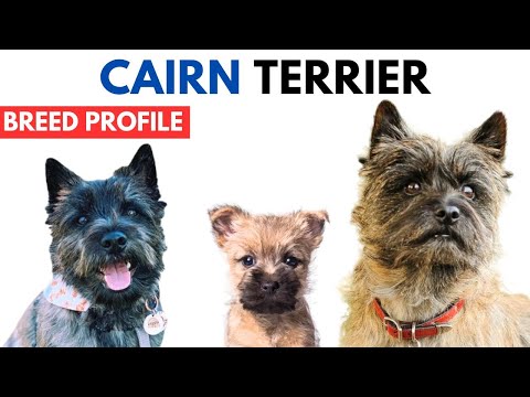 Cairn Terrier Breed Profile History - Price - Traits - Cairn Terrier Grooming Needs - Lifespan