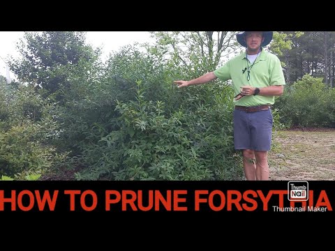 How to prune Forsythia | How to care for Forsythia