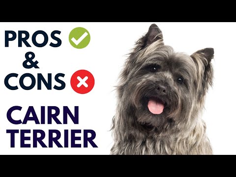 Cairn Terrier Breed Pros and Cons | Cairn Terrier Advantages and Disadvantages #AnimalPlatoon