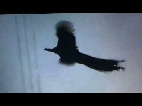 NATIVE AMERICAN THUNDERBIRD (ACTUAL FOOTAGE)!!!!!!!!!!!!