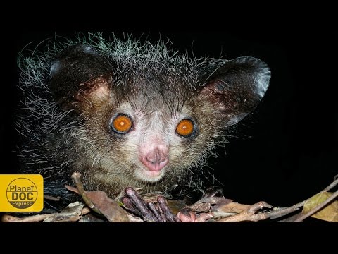 Aye Aye Lemur of Madagascar