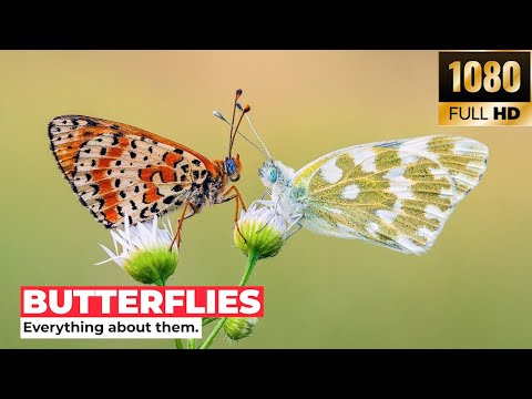 BUTTERFLIES : Facts About Them You Need To Know Today!!! 1 Of 2