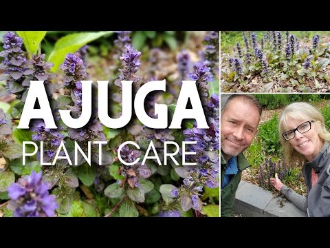π Ajuga Plant Care | Ajuga reptans π