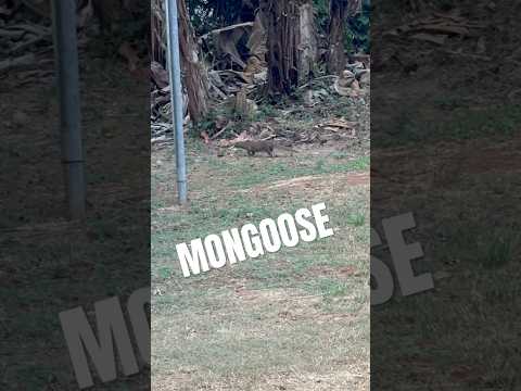 Mongoose where are you going #jamaica #mongoose