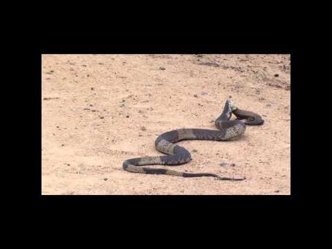 snake-attack.wmv