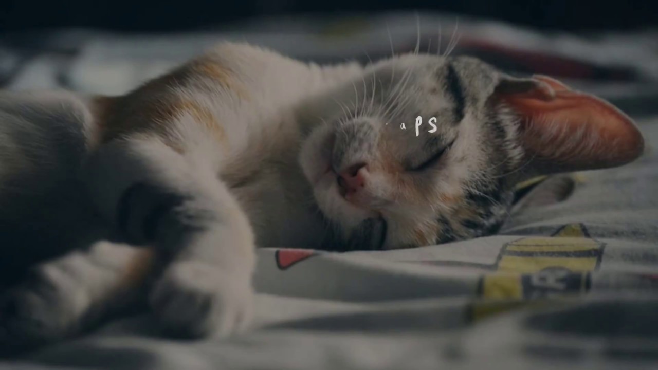 Creative Catnaps (Bumper #1)