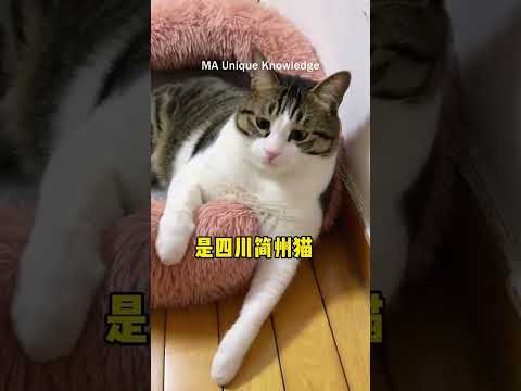How to Recognize 10 Types of Cats by Their Color & Pattern! πβ¨| MA Unique Knowledge
