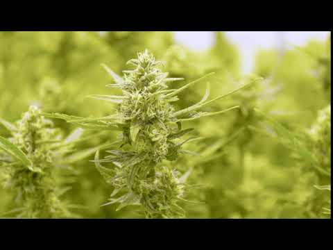 HVAC Chiller Boiler Piping, CO2/Propane Gas Lines, and Fire Protection for Cannabis Facilities