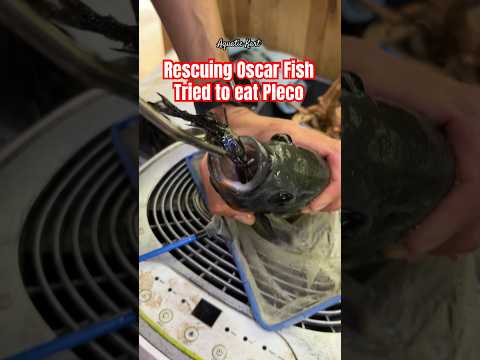 Rescuing Oscar Fish ! Tried to eat pleco fish ! They have hard spines and get stuck in their mouth