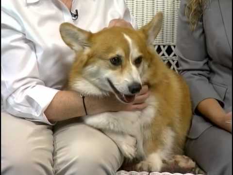 Pet Talk: CUVS Veterinary Cardiologist Dr. Mandi Kleman Discusses Pacemakers in Pets