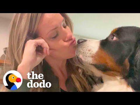 Very Needy Bernese Mountain Dog Figures Out How To Get Mom's Attention | The Dodo